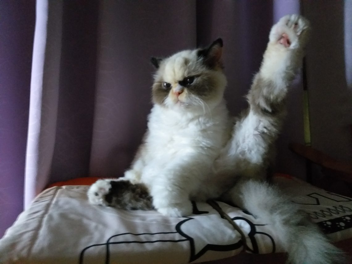 Grumpy Cat 2.0: новая сердитая кошка покоряет интернет — Лайфхакер