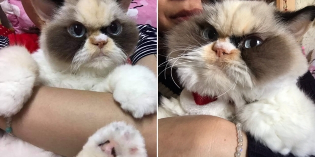 Grumpy Cat 2.0: новая сердитая кошка покоряет интернет — Лайфхакер