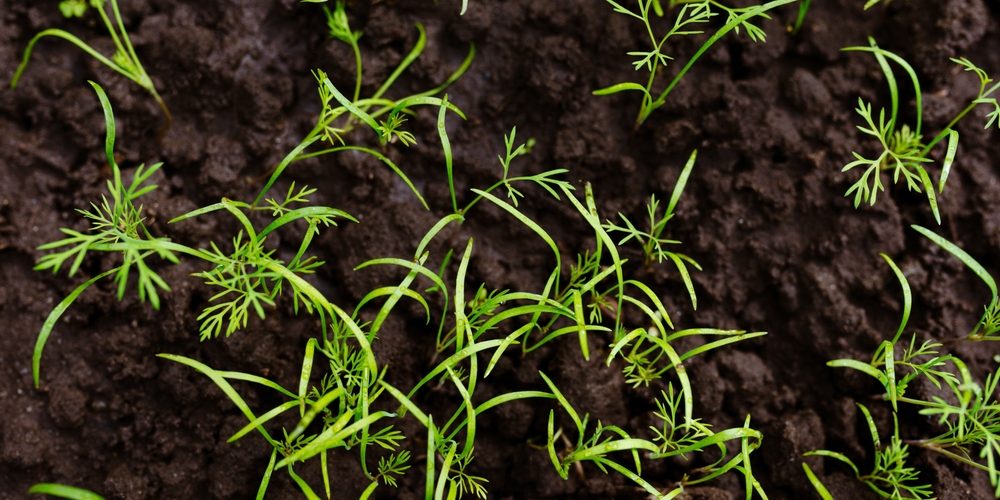 Как сажать укроп и ухаживать за ним правильно — Лайфхакер