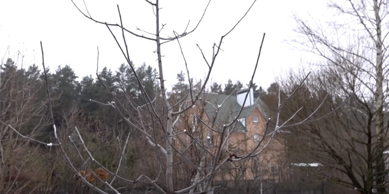 Как делать обрезку плодовых деревьев, чтобы получать хороший урожай ...