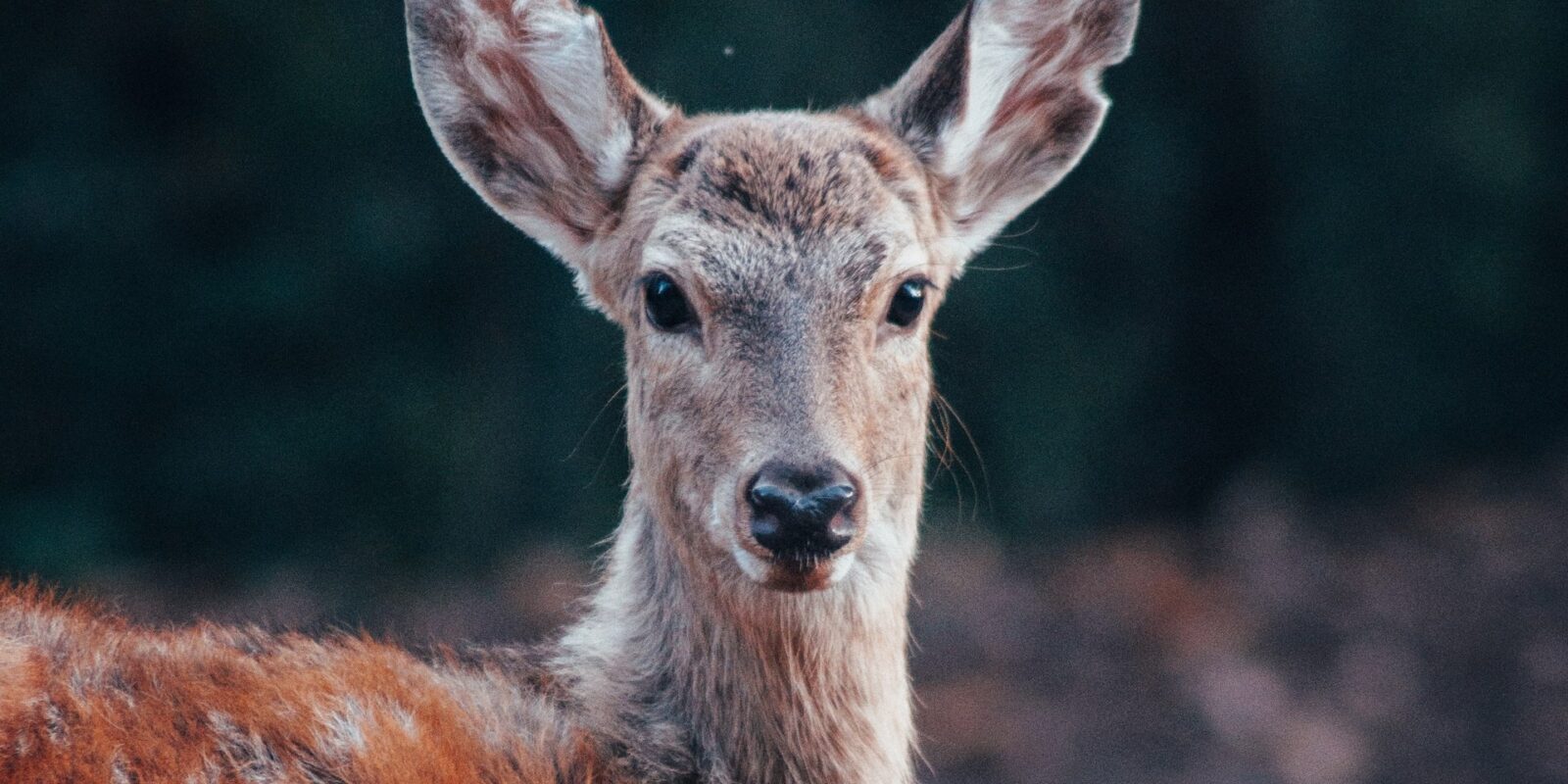9 милых животных, которые на самом деле очень опасны — Лайфхакер