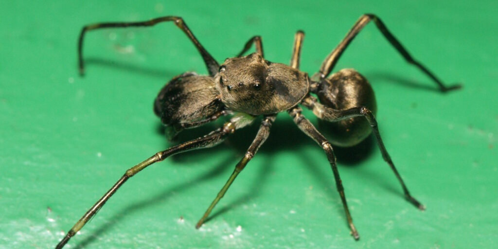 5 фактов о пауках — пугающих, но очень полезных созданиях — Лайфхакер