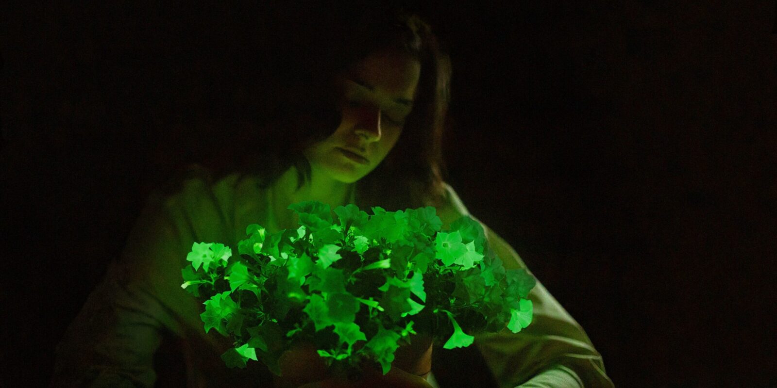 Магия биотехнологий: в США будут продавать светящиеся в темноте петунии ...