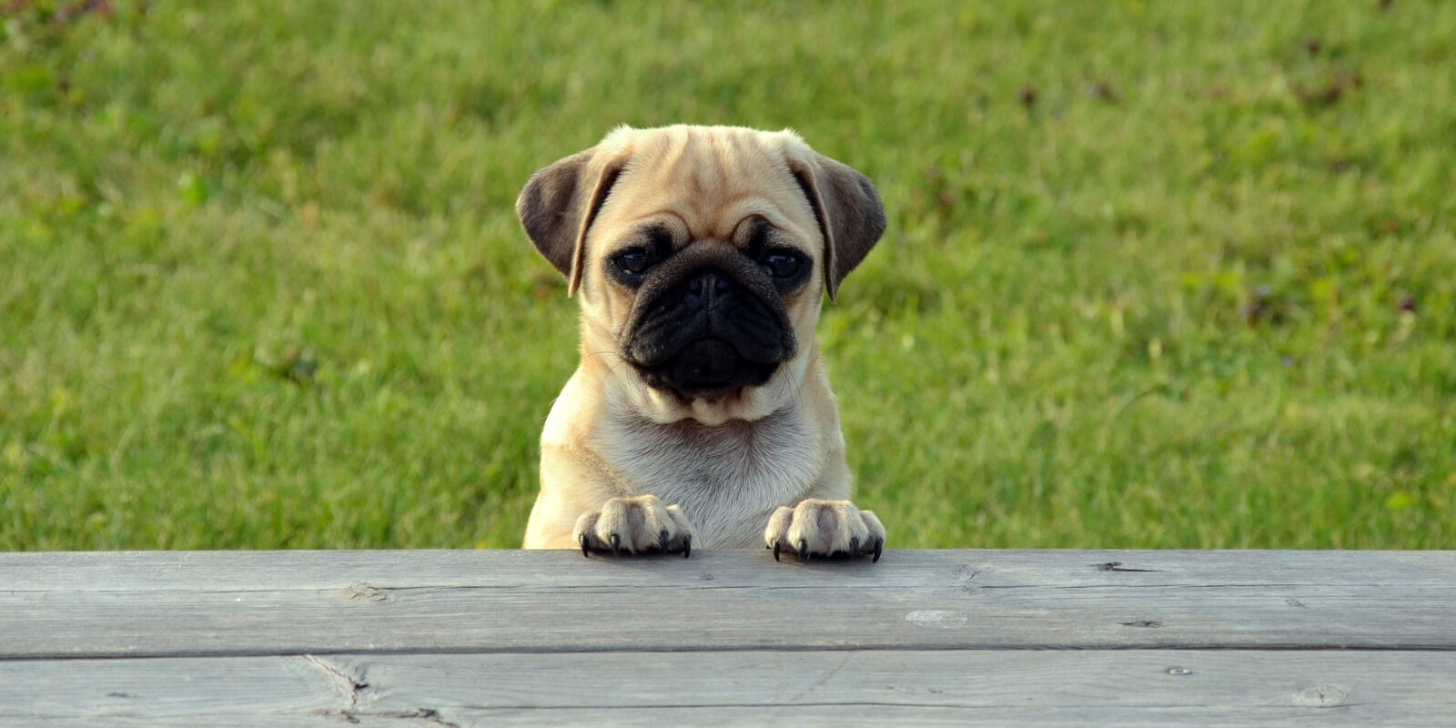 Через 3 года вы сможете понимать свою кошку или собаку. С этим помогут ...