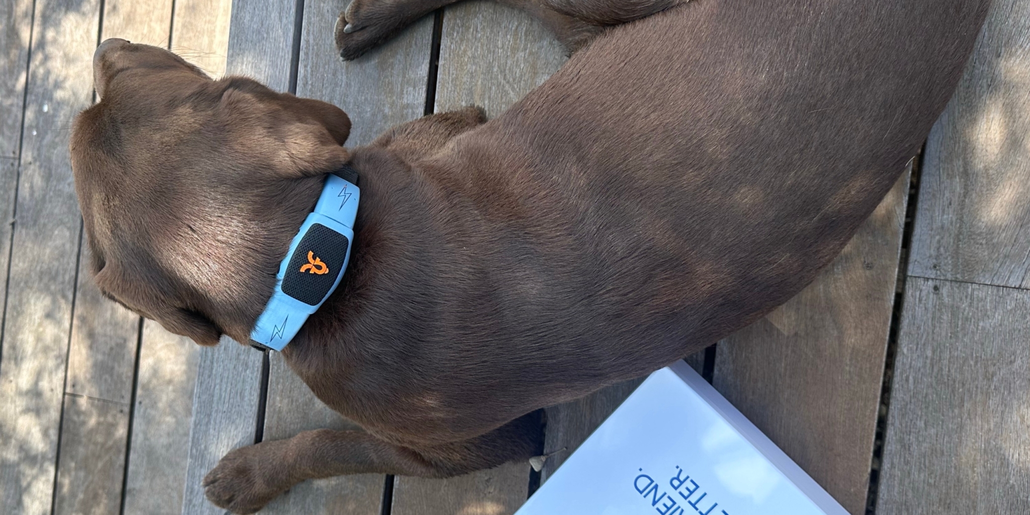 Представлен говорящий ошейник Shazam — он позволяет общаться с собаками ...