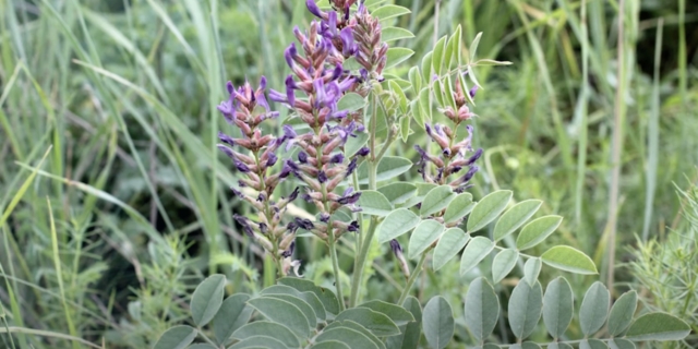 Что такое лакрица, какая она на вкус и в чём её польза — Лайфхакер